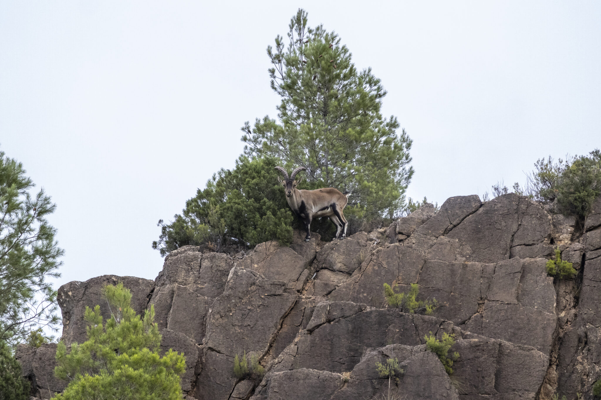 Southeastern Spanish Ibex, also known as Sierra Nevada Ibex with the ...