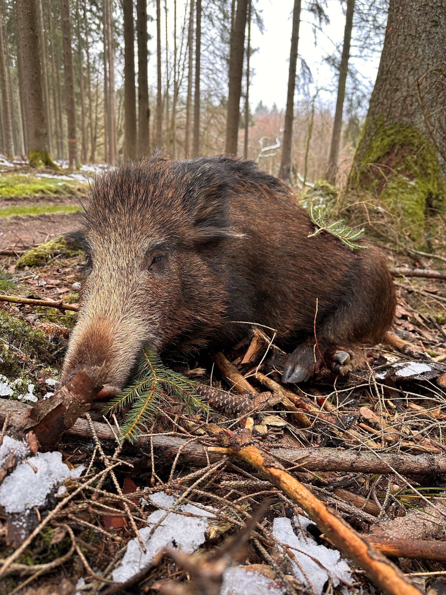 Wild Boar Hunting season 2022 - Kurt Paredis